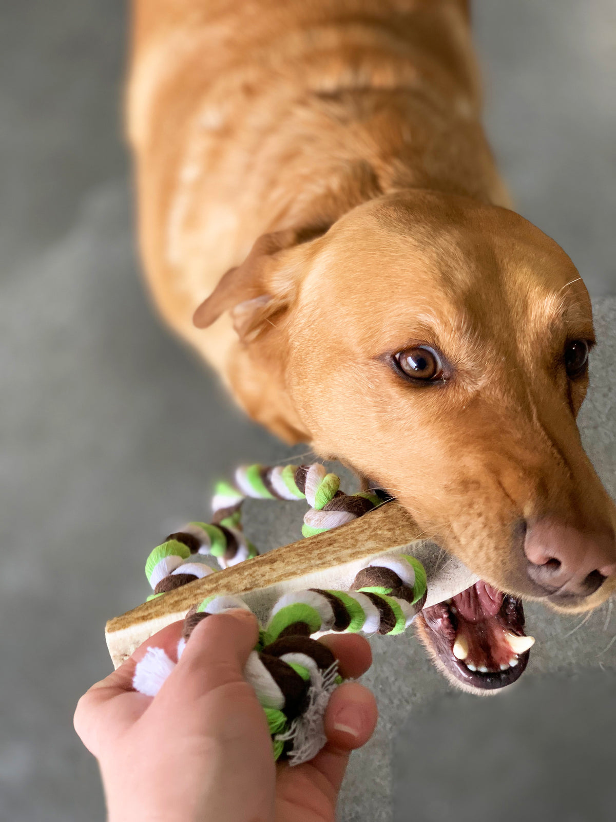 Toys– Buck Bone Organics