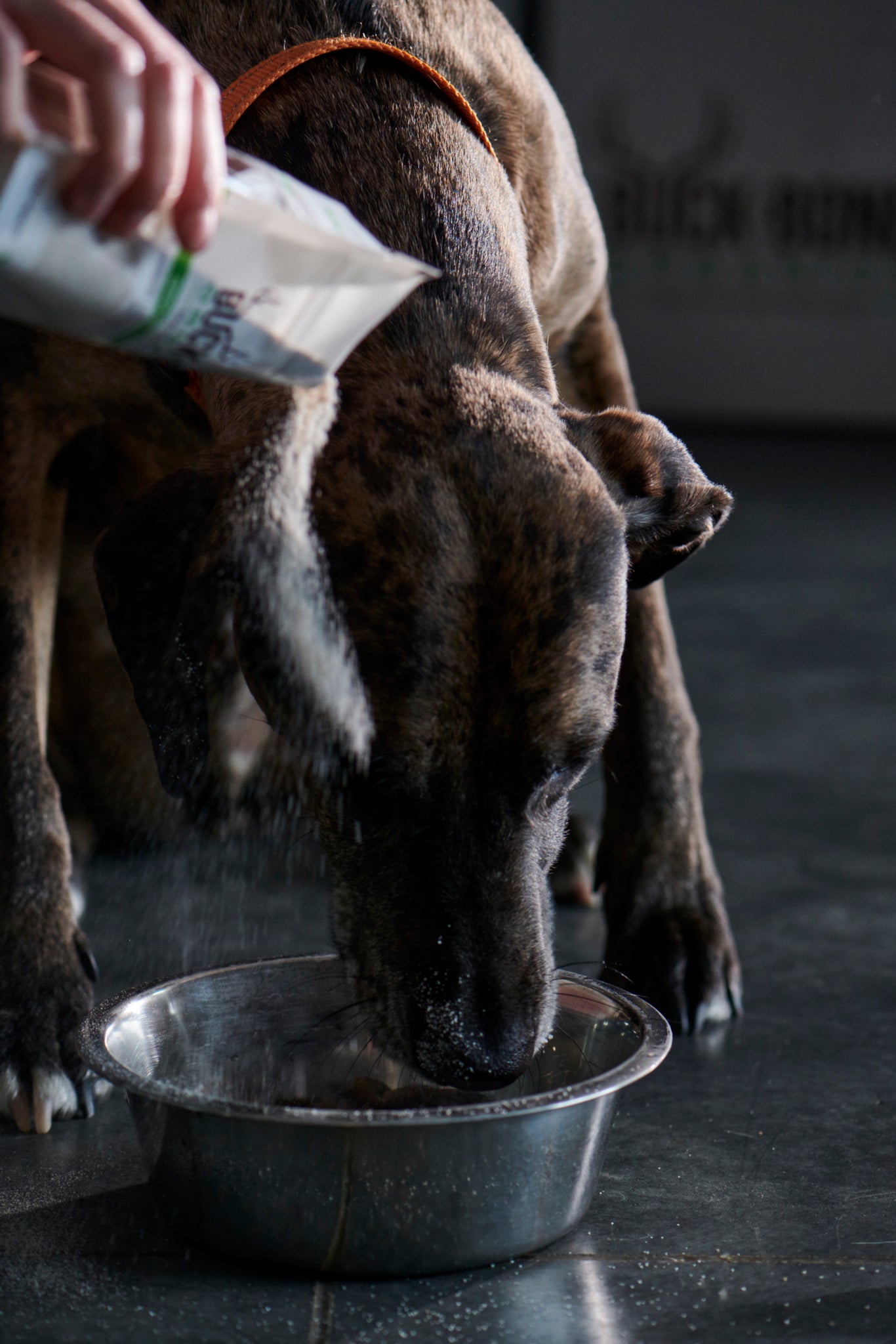 Ground Antler Powder 1 LB Bag Bulk– Buck Bone Organics